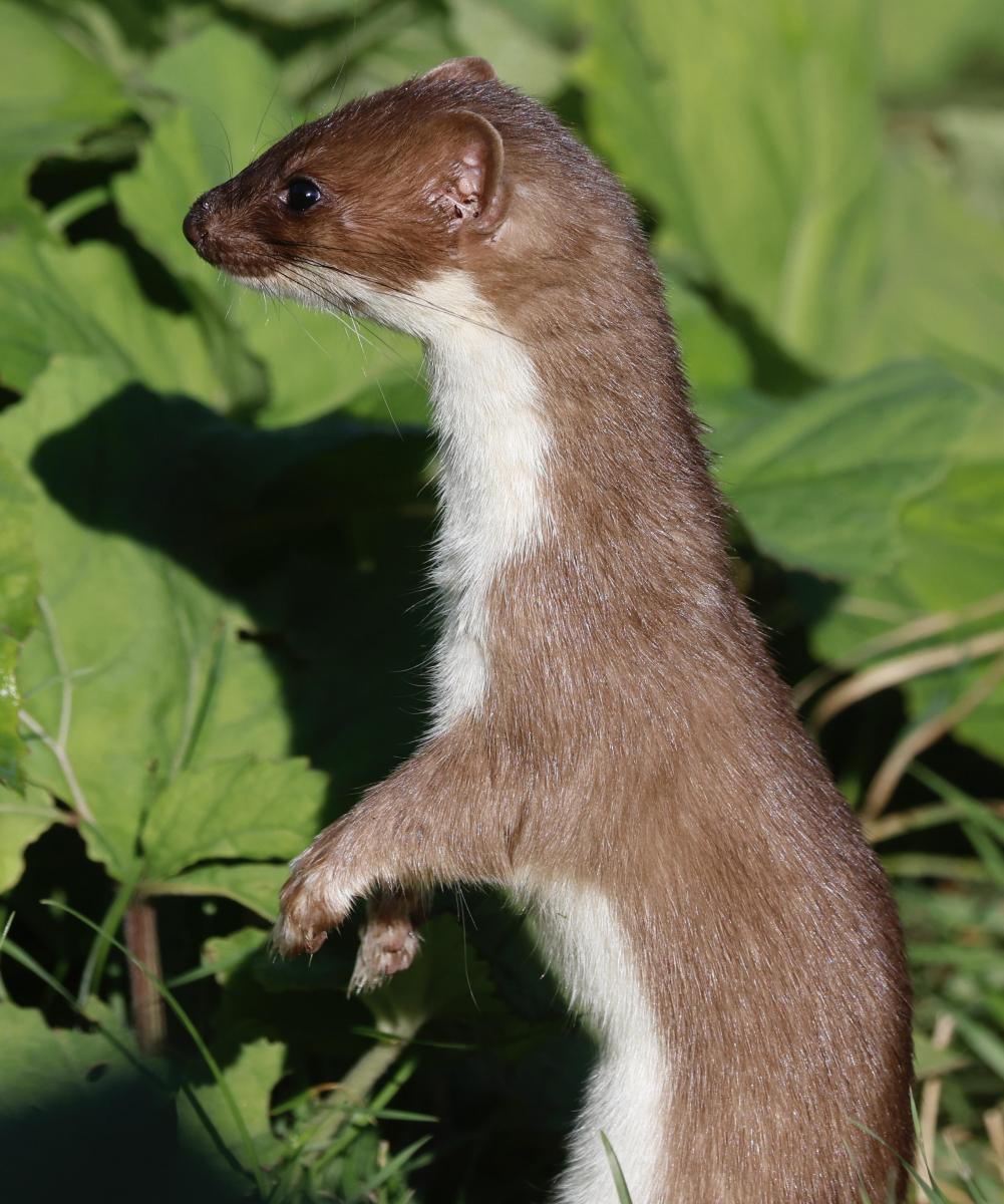 Hertfordshire Natural History Society